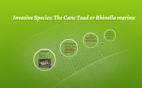 Invasive Species: The Cane Toad by Abbey Duggan on Prezi