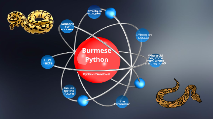 Burmese Python Project by Kevin Sandoval on Prezi