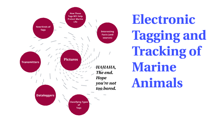 Electronic Tagging and Tracking of Marine Animals by Salmon Favorelle ...