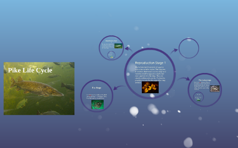 Pike Life Cycle by Braden Ulmer on Prezi