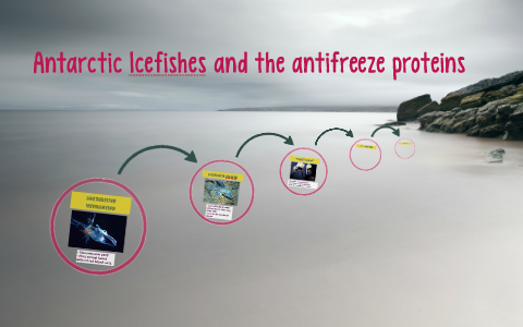 Antarctic Fishes and the antifreeze proteins by Delainey Thorud on Prezi
