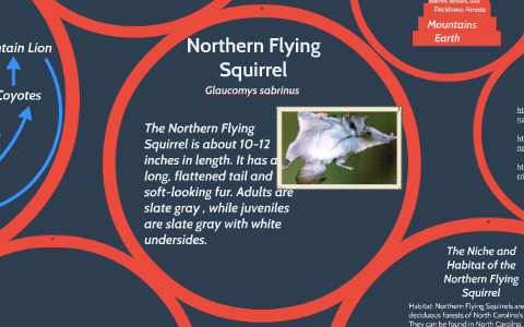 Northern Flying Squirrel by Katie Rowley on Prezi