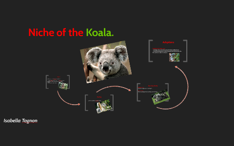 Niche of the Koala. by Isabella Tognon on Prezi
