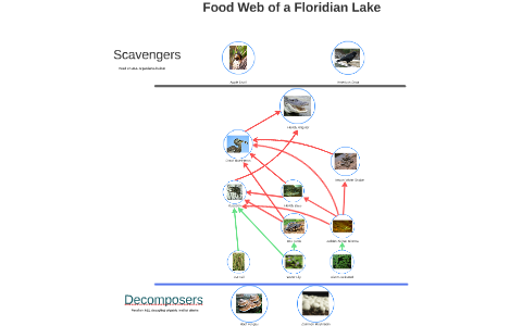 Food Web of a Floridian Lake by Jervis Bisasor on Prezi