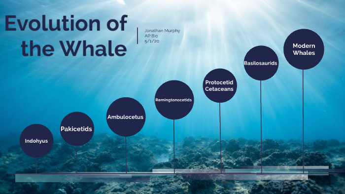 Evolution of the Whale by Jonathan Murphy on Prezi