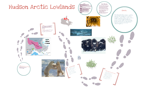 Hudson Bay Arctic Lowlands by Rishi Chandrakumar on Prezi