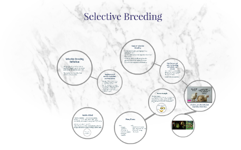 Selective Breeding Definition by Donte Gadson on Prezi