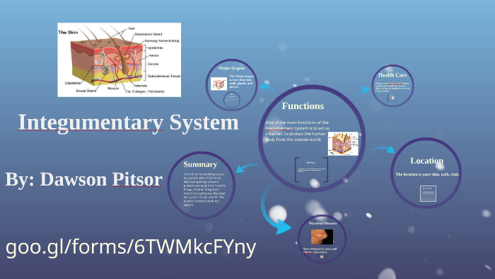 Integumentary System By: Dawson Pitsor by Dawson Pitsor on Prezi