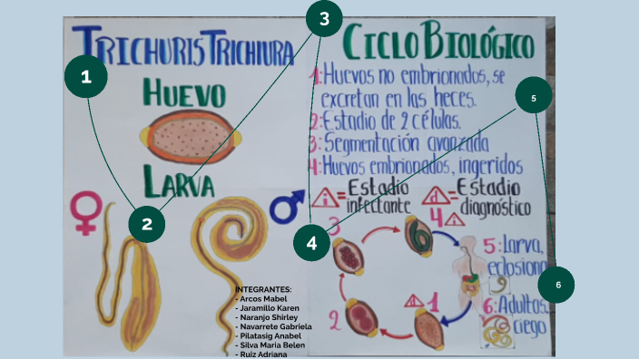 TRICHURIS TRICHIURA by Gabriela Navarrete on Prezi