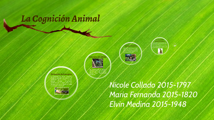 La Cognicion Animal by nicole collado on Prezi