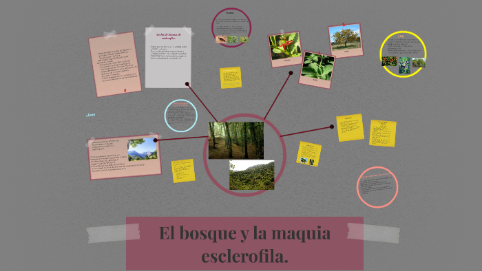 BOSQUE ESCLEROFILO by Stepfany Lopez on Prezi