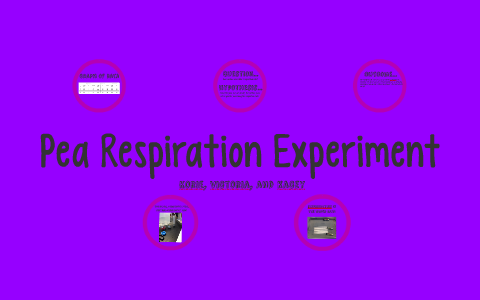 Pea Respiration Experiment by Korie Brock on Prezi