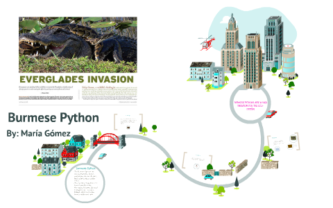 Burmese Python by Maria Gomez on Prezi