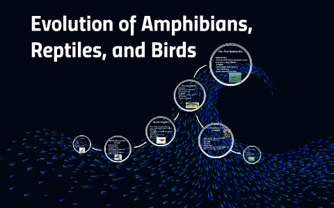 Evolution of Amphibians, Reptiles, and Birds by You Dont Need To Know ...