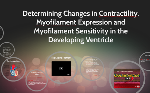 Determining Changes in Contractivity, Myofilament Expression by Simone ...