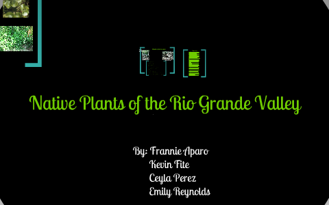 Native Plants of the Rio Grande Valley by Frannie Aparo on Prezi