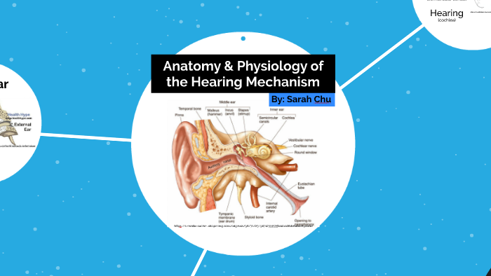Anatomy & Physiology of the Hearing Mechanism by Sarah Chu on Prezi