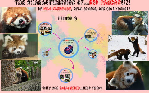 The characteristics of....Red Pandas!!!! by Sunshine and Lollipops on Prezi