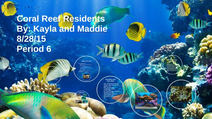 Coral Reef Residents by Kayla Siegel on Prezi