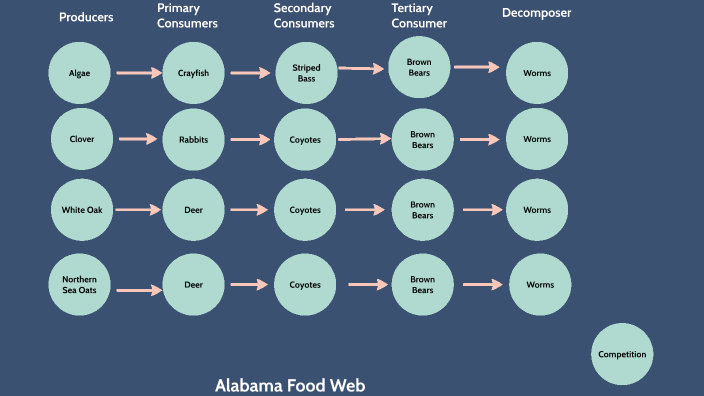 Alabama Food Web by SKYLER HICKMAN on Prezi
