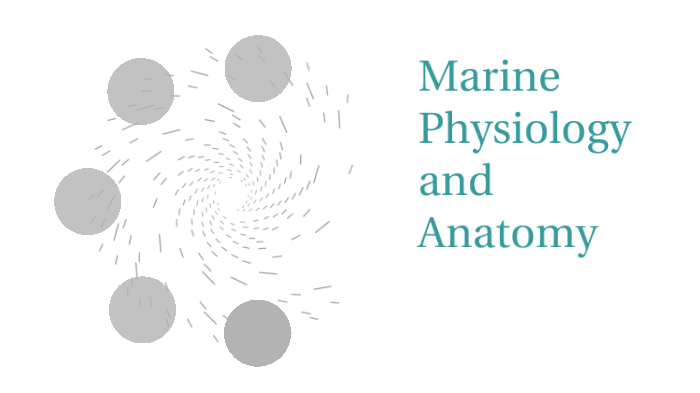 Marine Physiology and Anatomy by brianna woods on Prezi