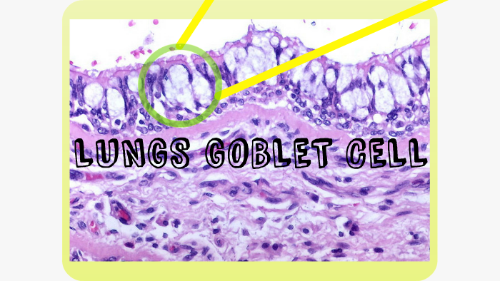 LUNGS GOBLET CELL by Emilia Bewintara on Prezi