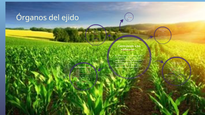 Órganos del ejido by Nereida Zárate Lara on Prezi