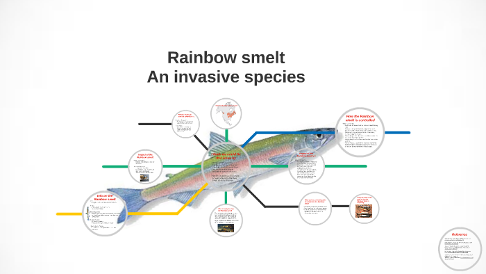 Rainbow smelt by Tyler Woulds on Prezi