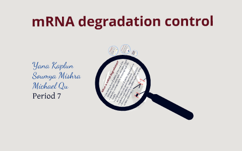 DNA - mRNA degradation control by m s on Prezi