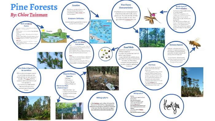 Bahamian Pine Forests by Chloe Tuinman on Prezi