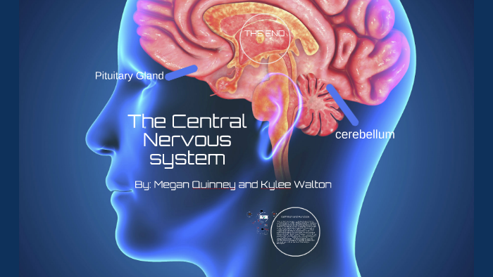 The Central Nervous system by Megan Quinney on Prezi
