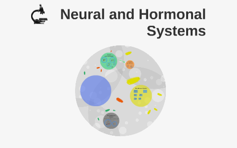 Neural and Hormonal Systems by Lucy Diclonius on Prezi