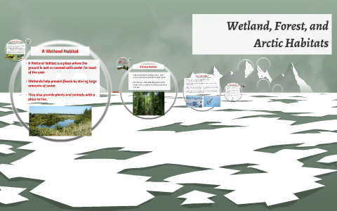 Wetland, Forest, and Arctic Habitats by Sasha Ishak on Prezi