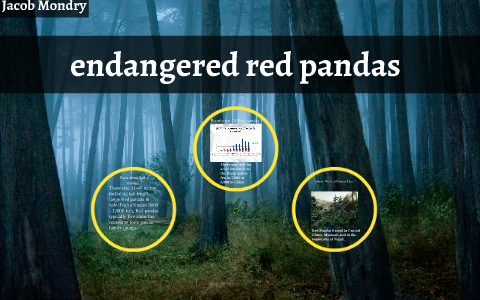 endangered red pandas by unknown01 unknown02 on Prezi