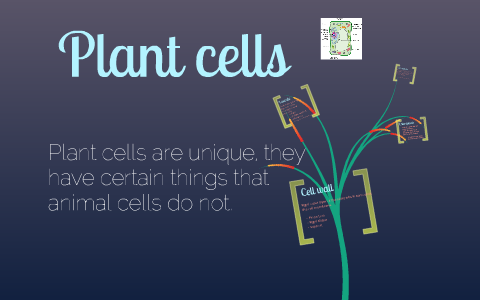 Basic plant cells and photosynthesis by Lauren Fisher on Prezi