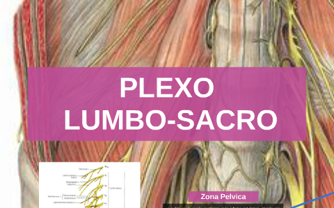 PLEXO LUMBO-SACRO by Claudia Rivas on Prezi