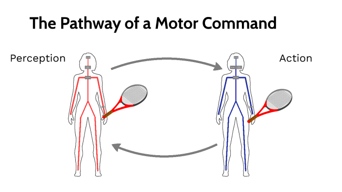 EPIC Pathway of a Motor Command by shahroz khan on Prezi