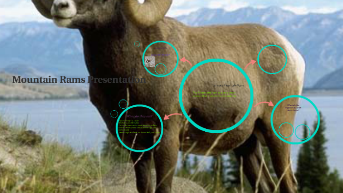 Mountain Rams Presentation by Alexander Hudgins on Prezi