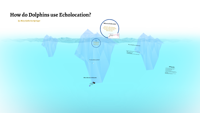 How do Dolphins use Echolocation by Mary Catherine Springer on Prezi