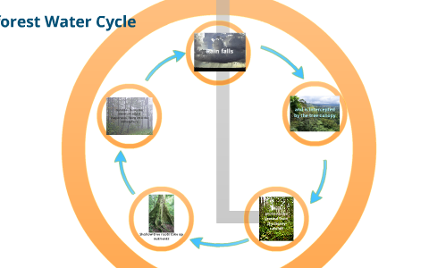 Rainforest Watercycle by Rory McDonald on Prezi
