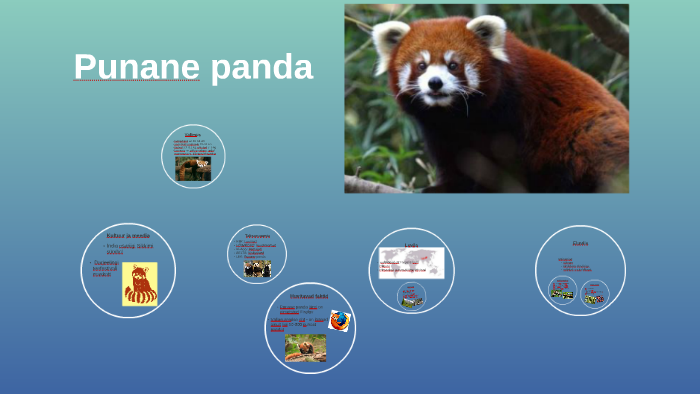 Punane panda by LOH PITER on Prezi