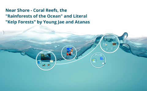 Near Shore - Coral Reefs & Kelp Forests by Atanas Spasov