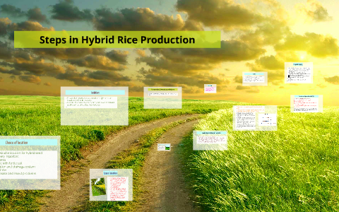 Steps in Hybrid Rice Production by Dinum Herath on Prezi