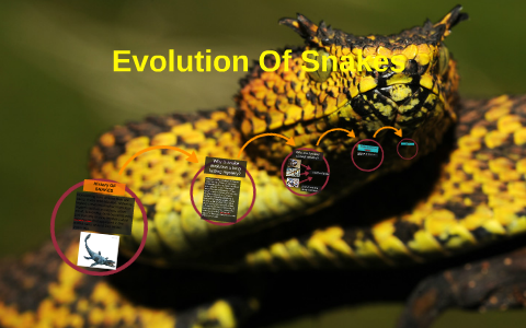Evolution Of Snakes by Dejah Dinkins on Prezi