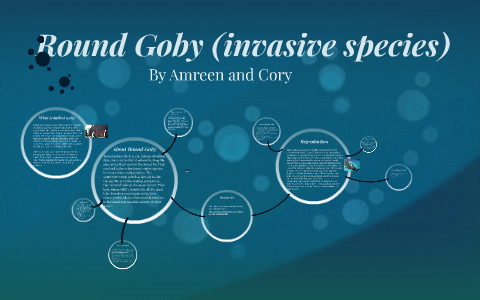 Round Goby by on Prezi
