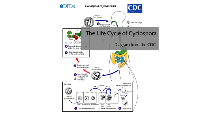 Cyclospora Life Cycle by Johnny Eppich on Prezi