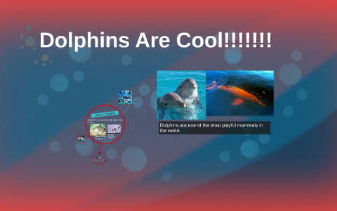 What is a Dolphin by Alexis Magnuson on Prezi