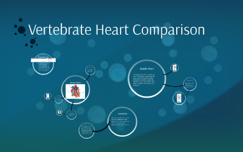 Vertebrate Heart Comparison by Connor Brown on Prezi