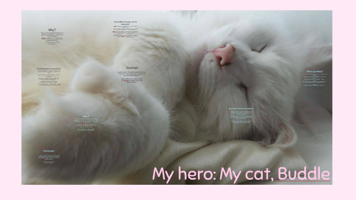 My hero: My cat, Buddle by A M on Prezi