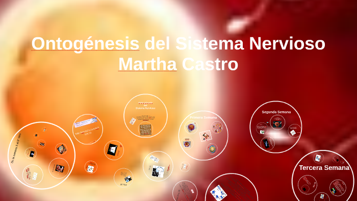 Ontogénesis del Sistema Nervioso by Martha Castro on Prezi